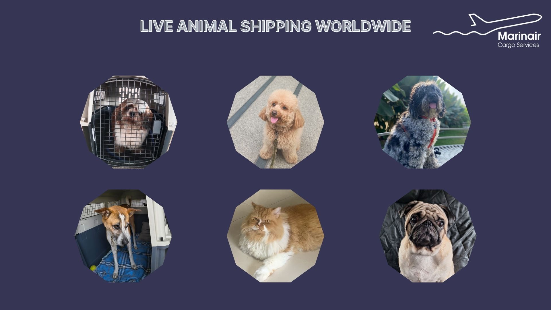 International Pet Transport: Marinair Live Animal Shipping Worldwide